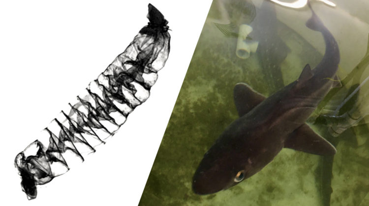 New 3D Images of Shark Intestines Show They Function Like Nikola Tesla ...